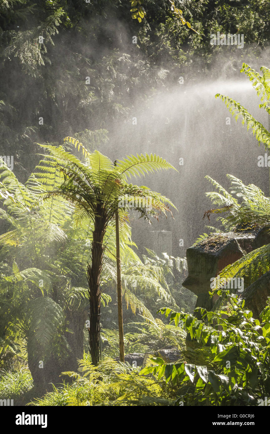 Slender tree fern hi-res stock photography and images - Alamy