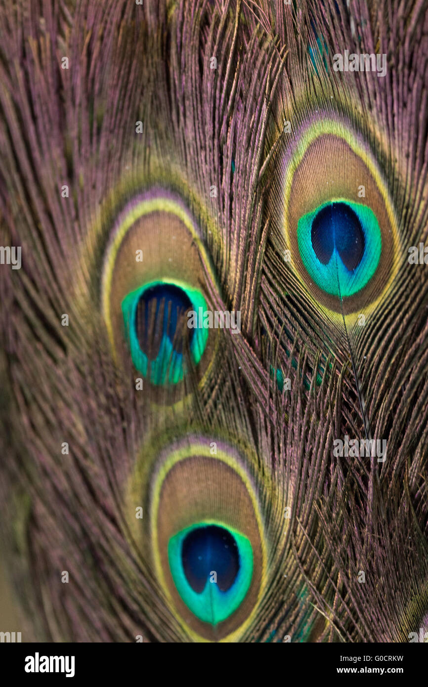 Peacock feathers close up showing detail of eyes Stock Photo - Alamy