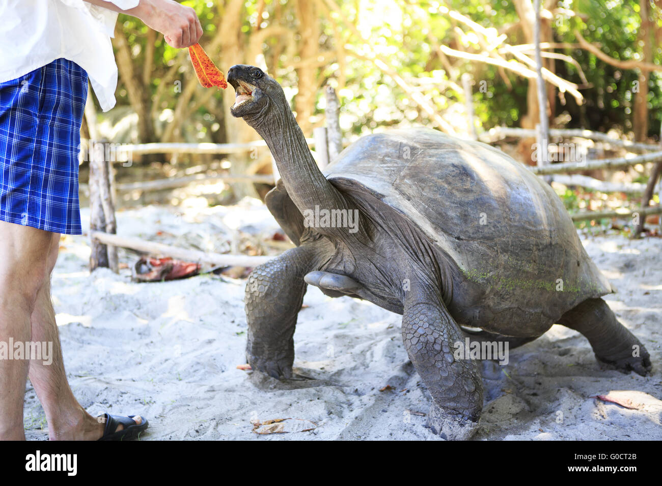 Aldabra giant tortoise reaching for the leaves in hand of tourist Stock ...