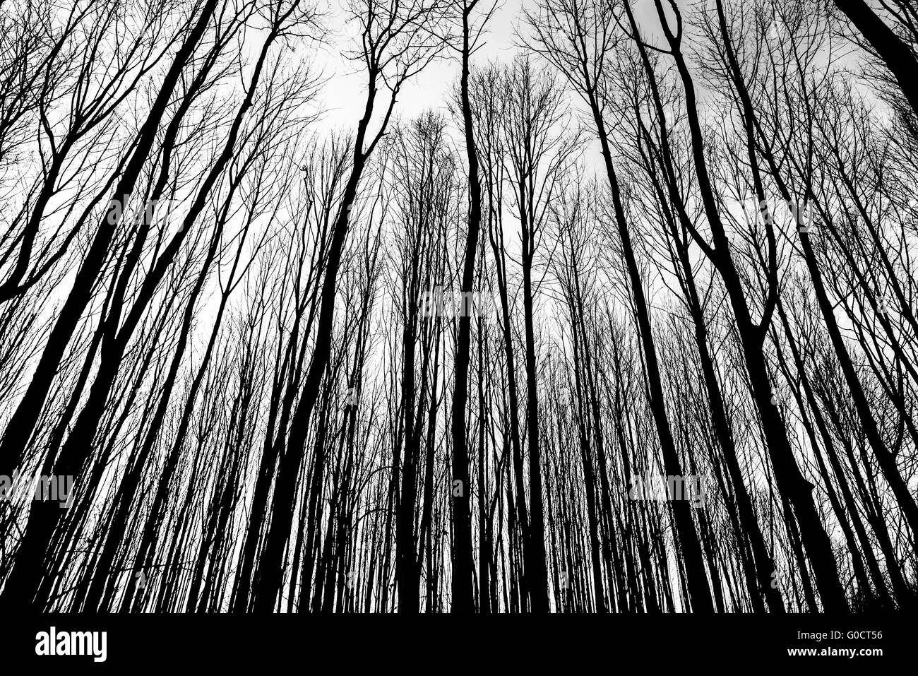 Abstract pattern in gradient Black and White Stock Photos & Images - Alamy