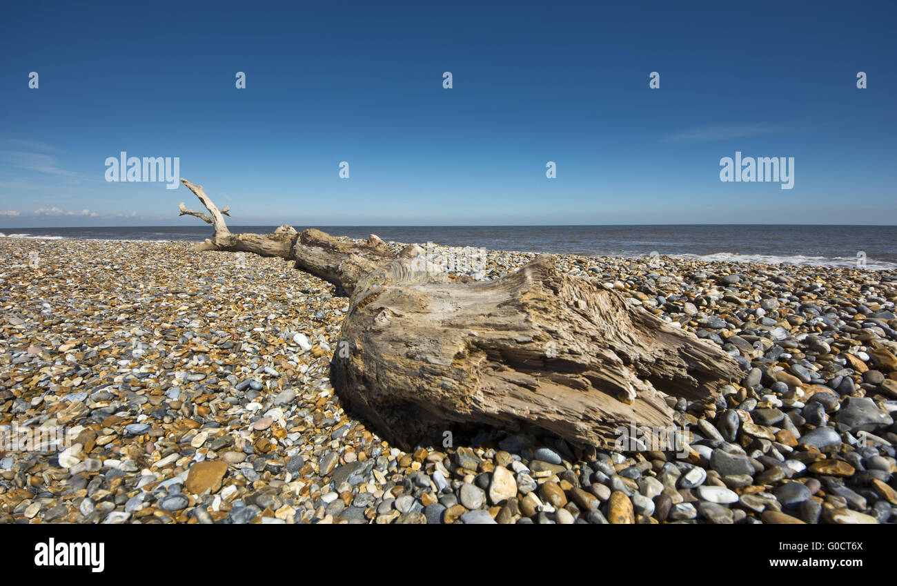 drift wood on beach Stock Photo - Alamy