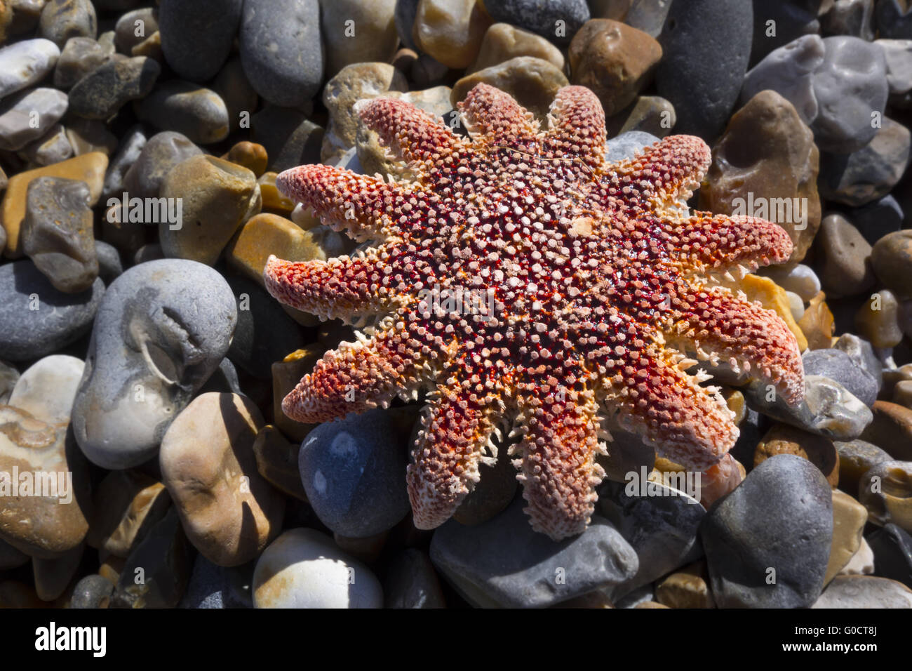dead common starfish on beach asterias rubens Stock Photo - Alamy