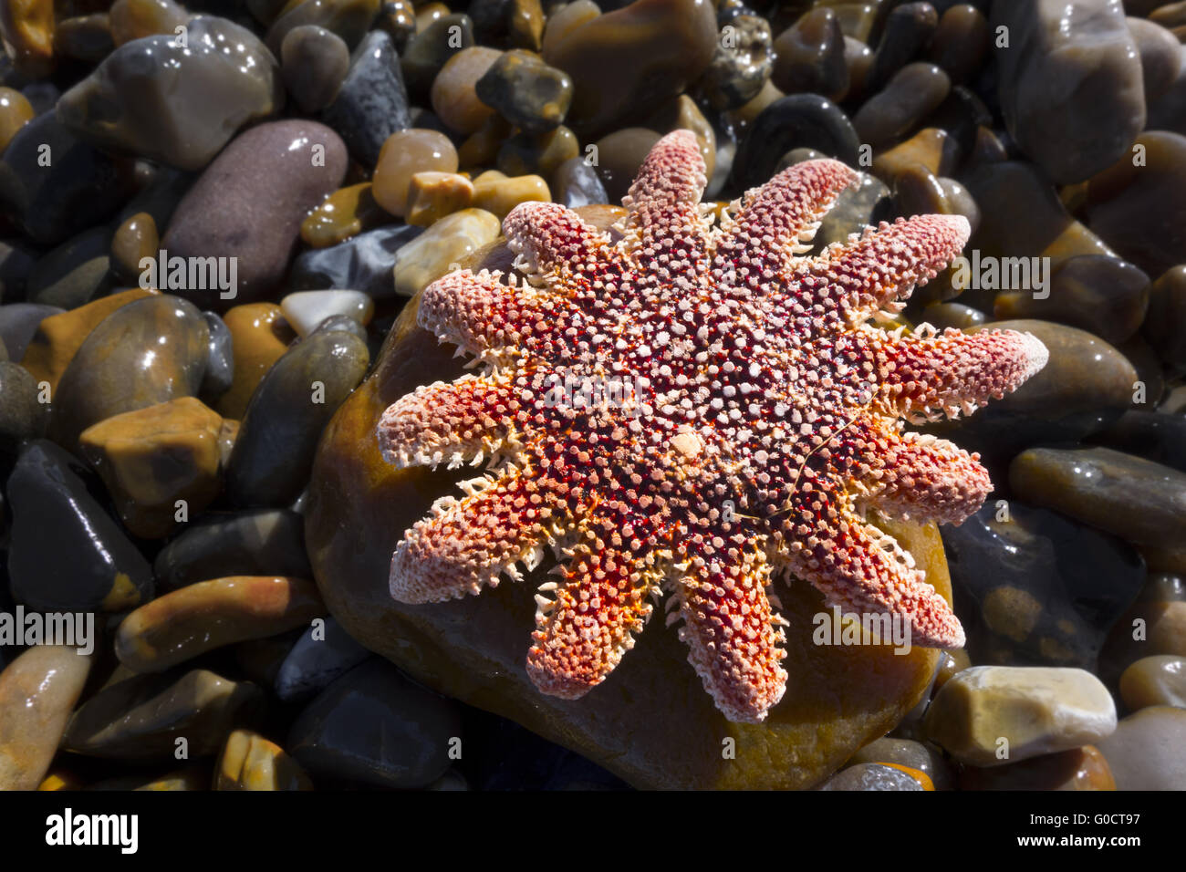 dead common starfish on beach asterias rubens Stock Photo - Alamy