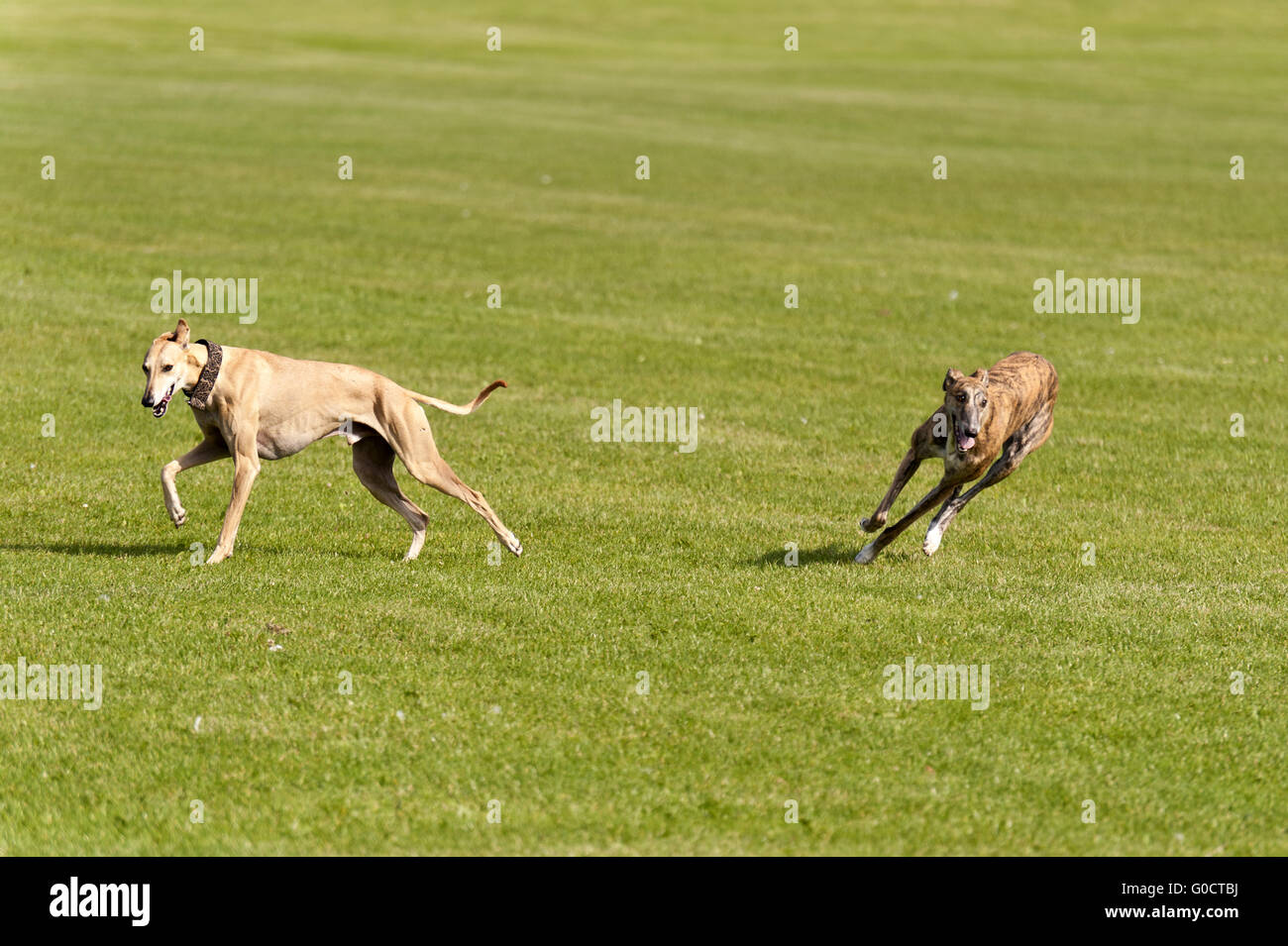 Racing dynamics hi-res stock photography and images - Alamy