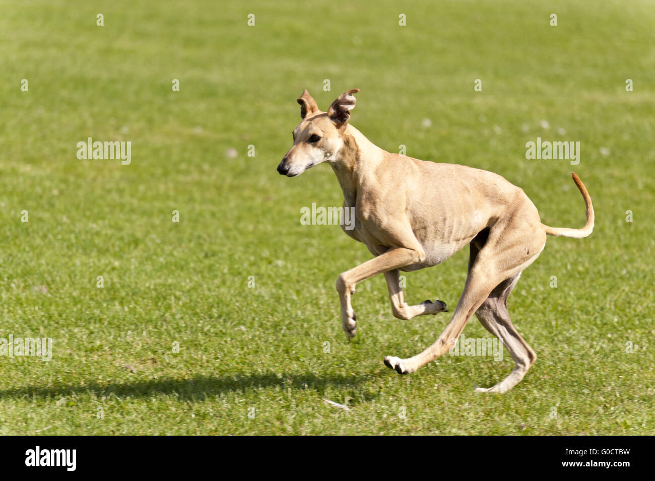 Competitive dog hi-res stock photography and images - Alamy