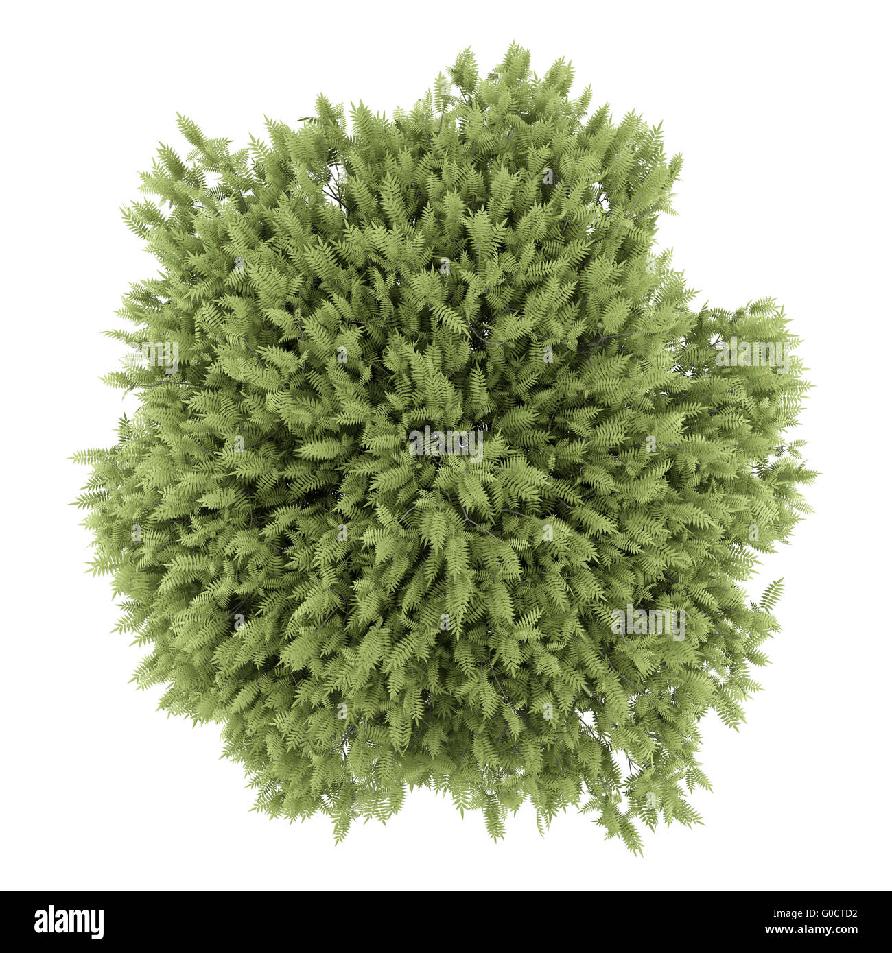 Sumac tree hi-res stock photography and images - Alamy