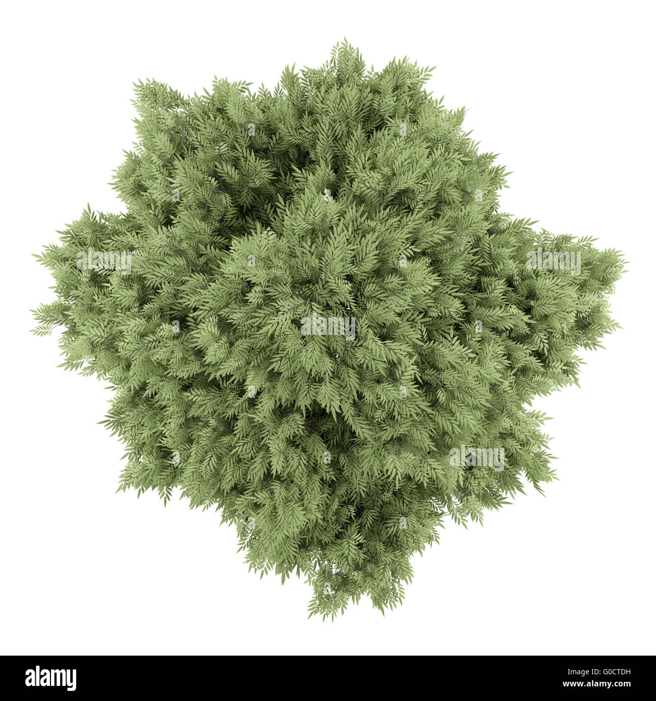 top view of crack willow tree isolated on white Stock Photo - Alamy