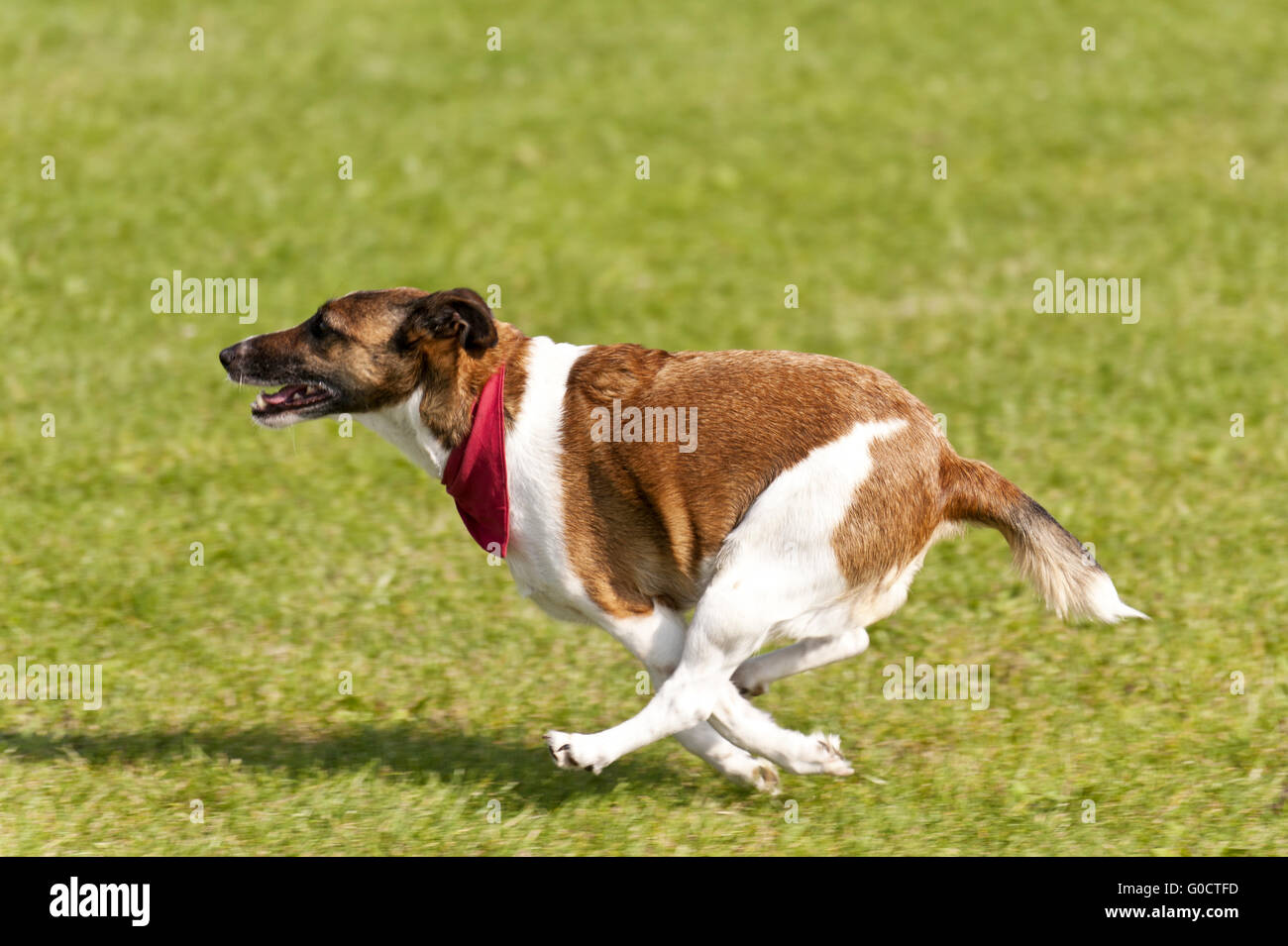 Terrier race hi-res stock photography and images - Alamy