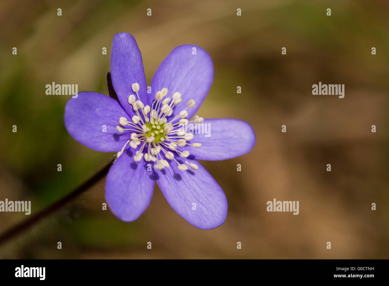 Leberblume hi-res stock photography and images - Alamy