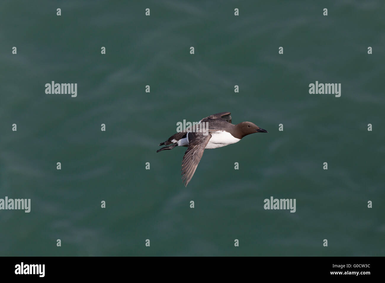 Guillemot In Flight High Resolution Stock Photography and Images - Alamy