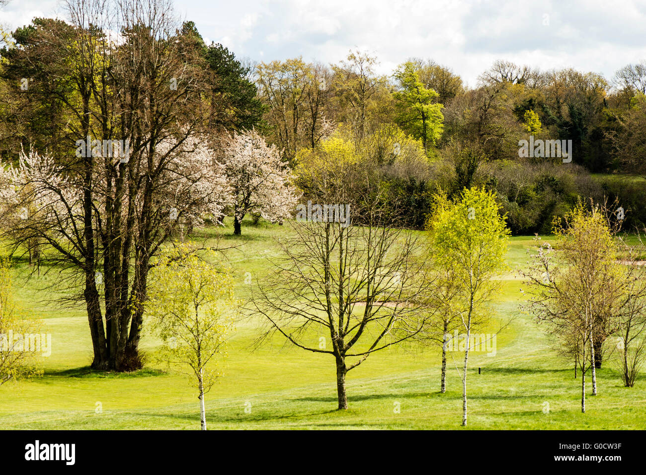 Young Trees Coming Into Bloom In Springtime On A Golf Course Fairway ...