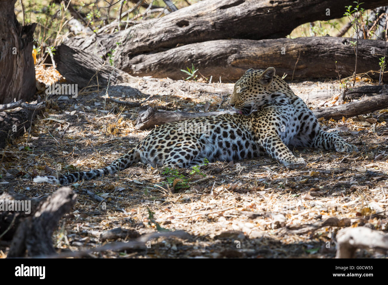 African leopard cleaning its fur. Okavango delta of Botswana, Africa ...
