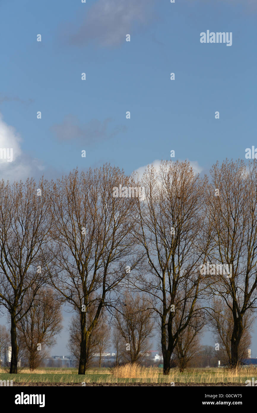Four trees hi-res stock photography and images - Alamy