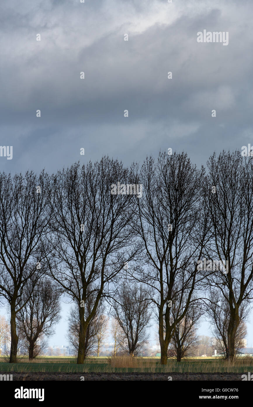 The four trees hi-res stock photography and images - Alamy
