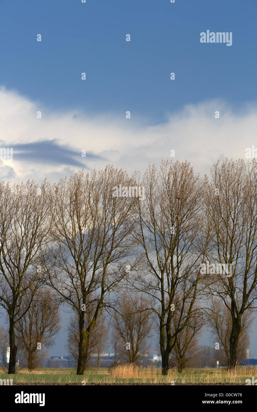 The four trees hi-res stock photography and images - Alamy