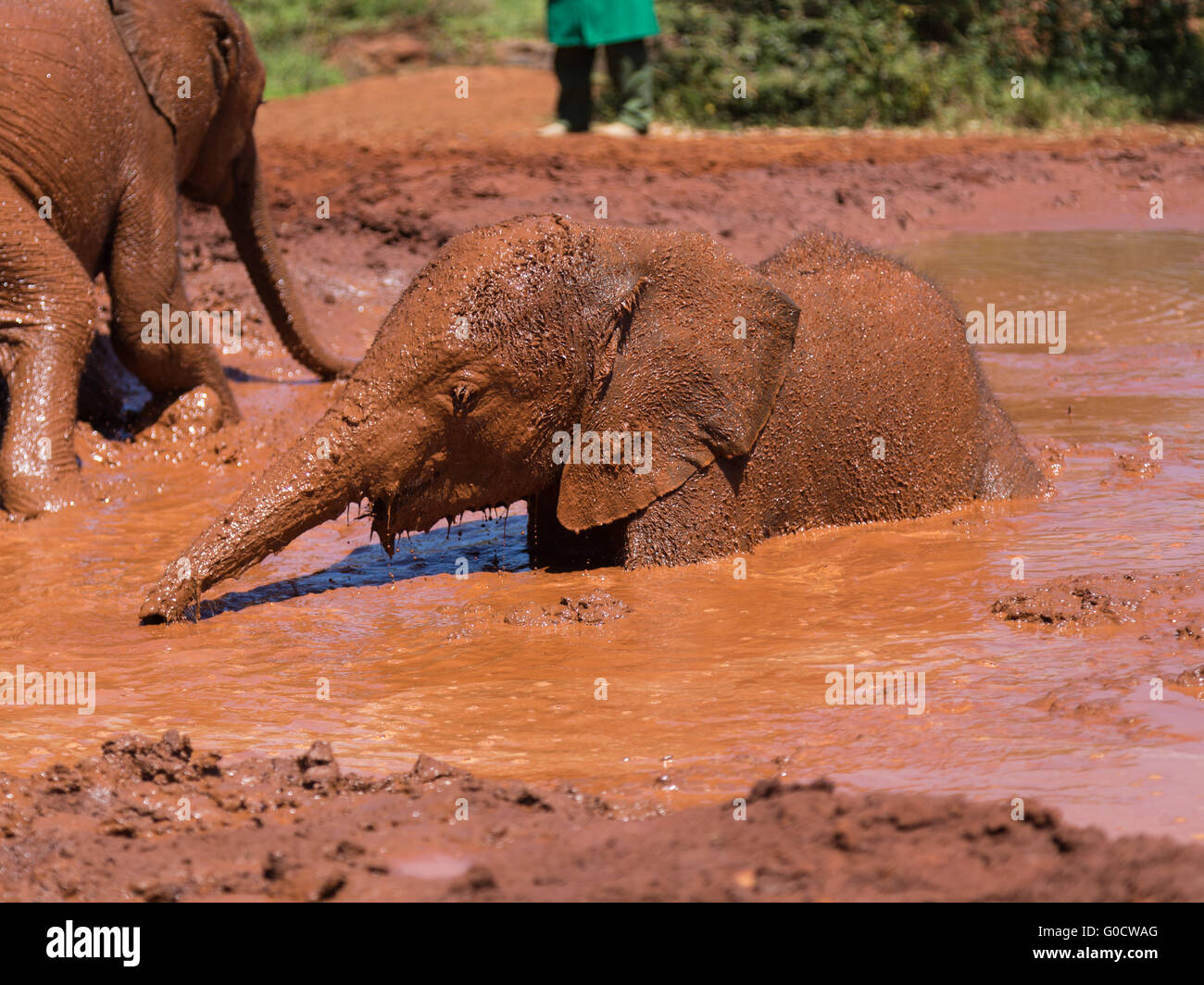 A baby elephant playing and bathing in a mudhole. David Sheldrick ...