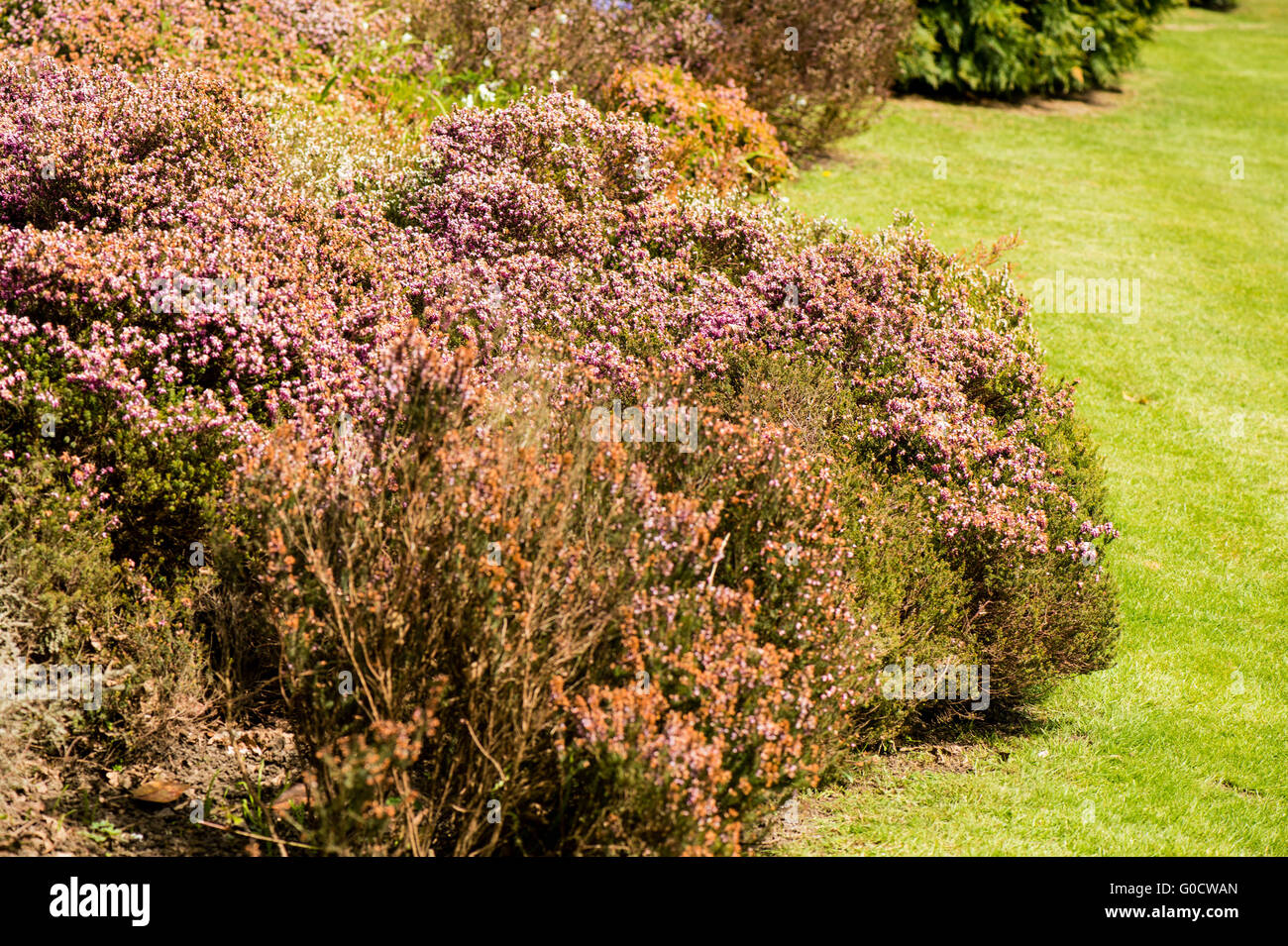 Purple heather bush hi-res stock photography and images - Alamy