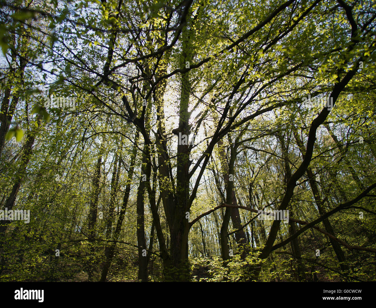 the sun shining through the trees Stock Photo - Alamy