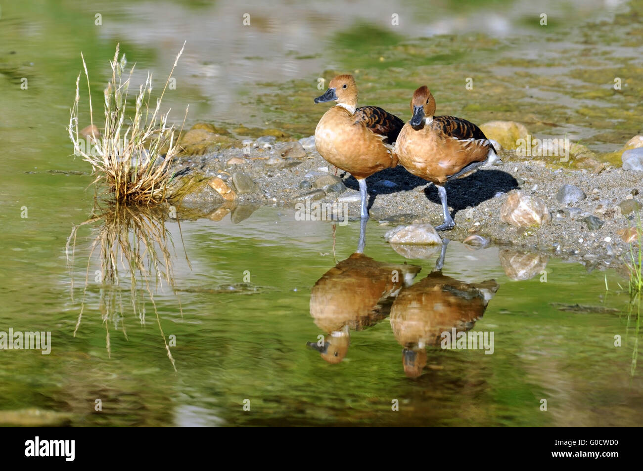 Fulvous Whistling Ducks Stock Photo - Alamy