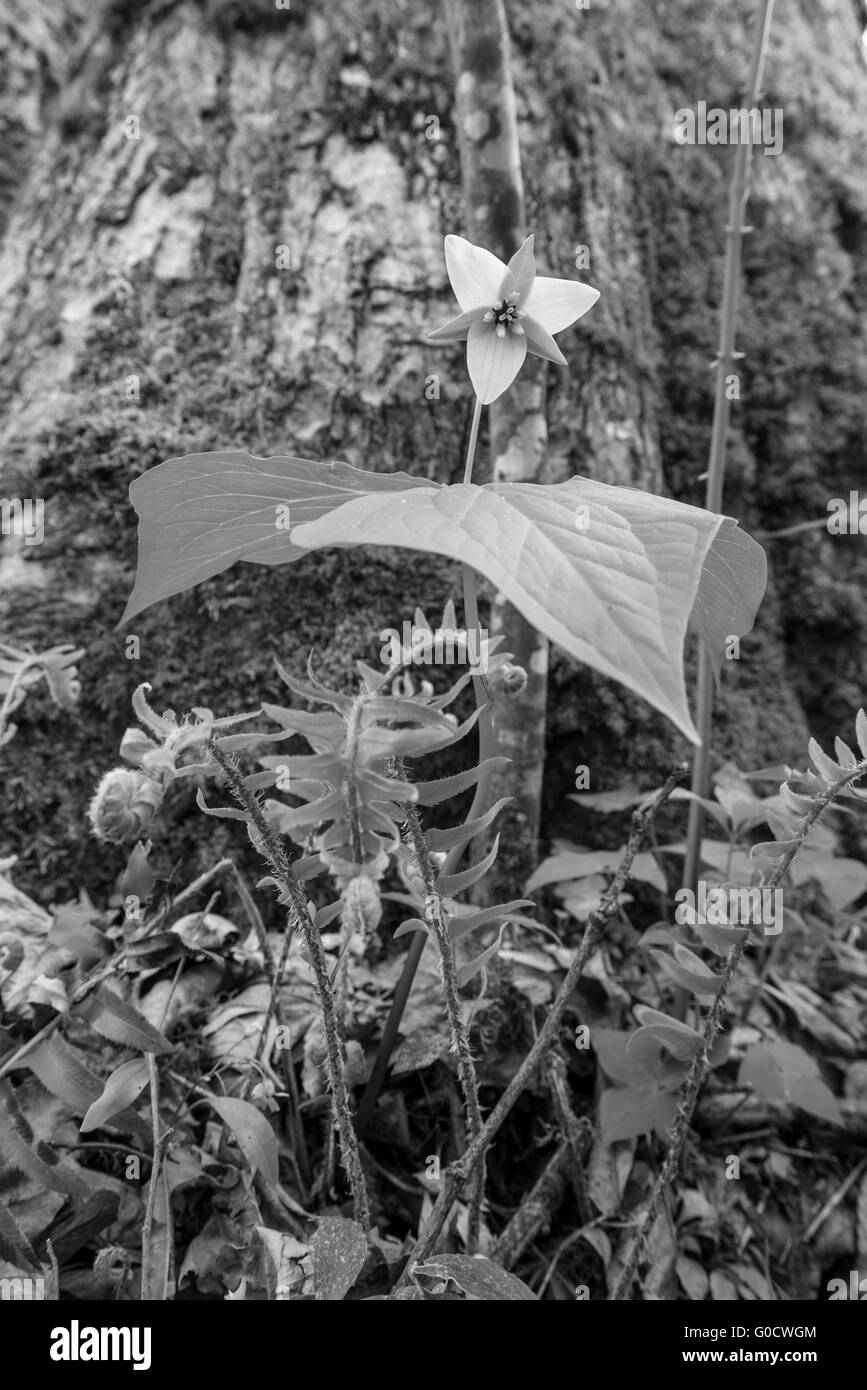 Background ridge Black and White Stock Photos & Images - Alamy