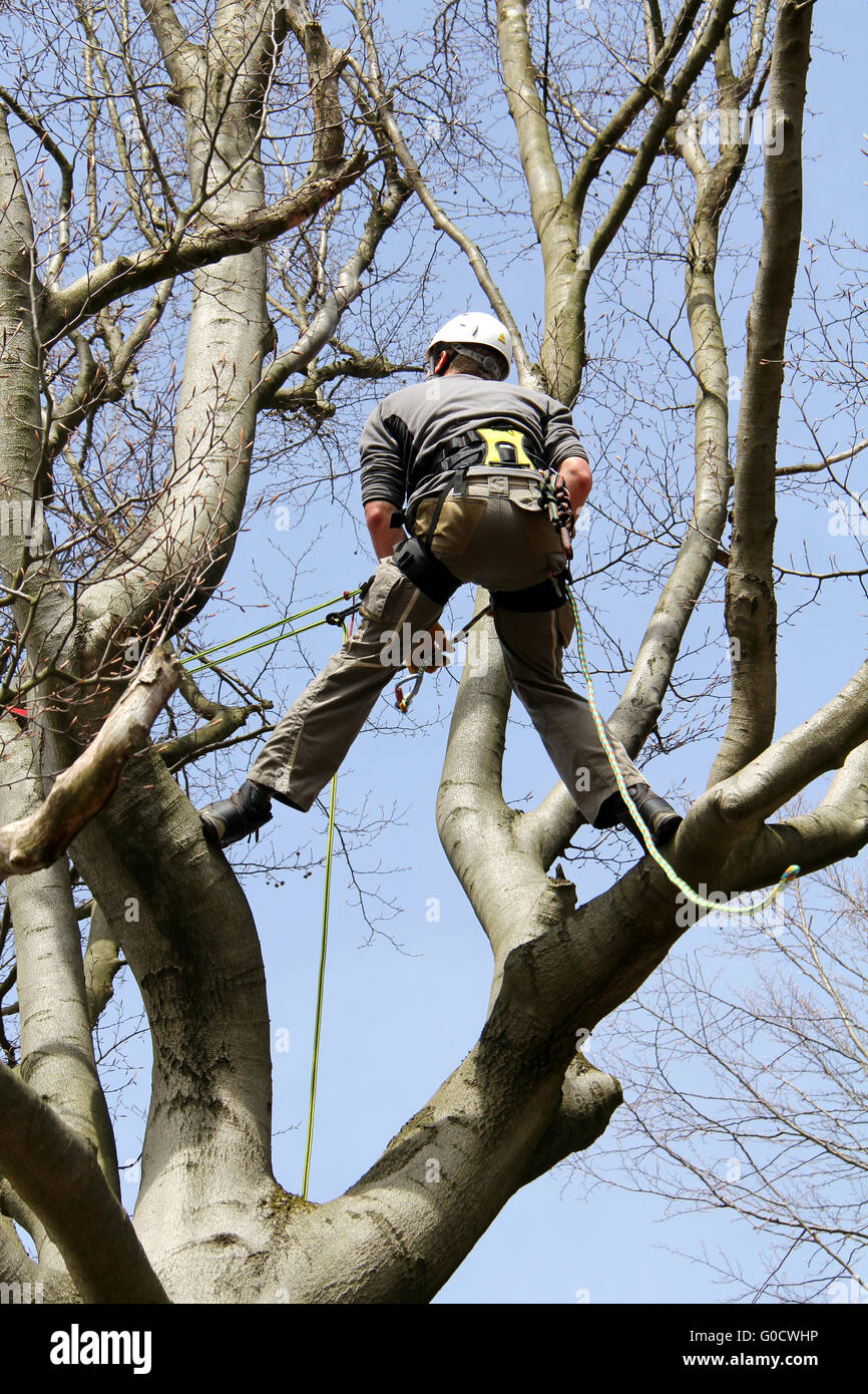 Crazy tree branches hi-res stock photography and images - Alamy