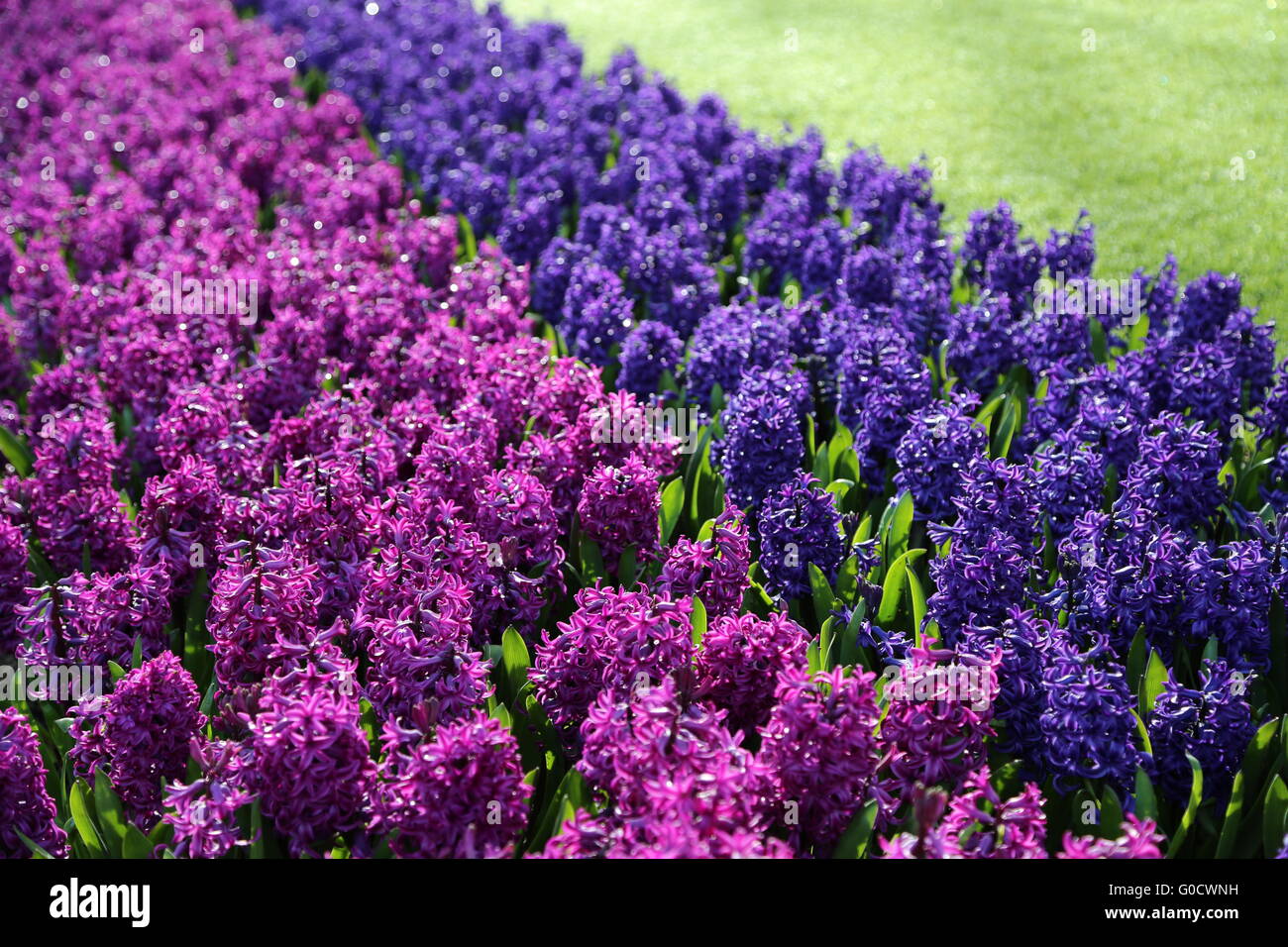 Purple hyacinths hi-res stock photography and images - Alamy