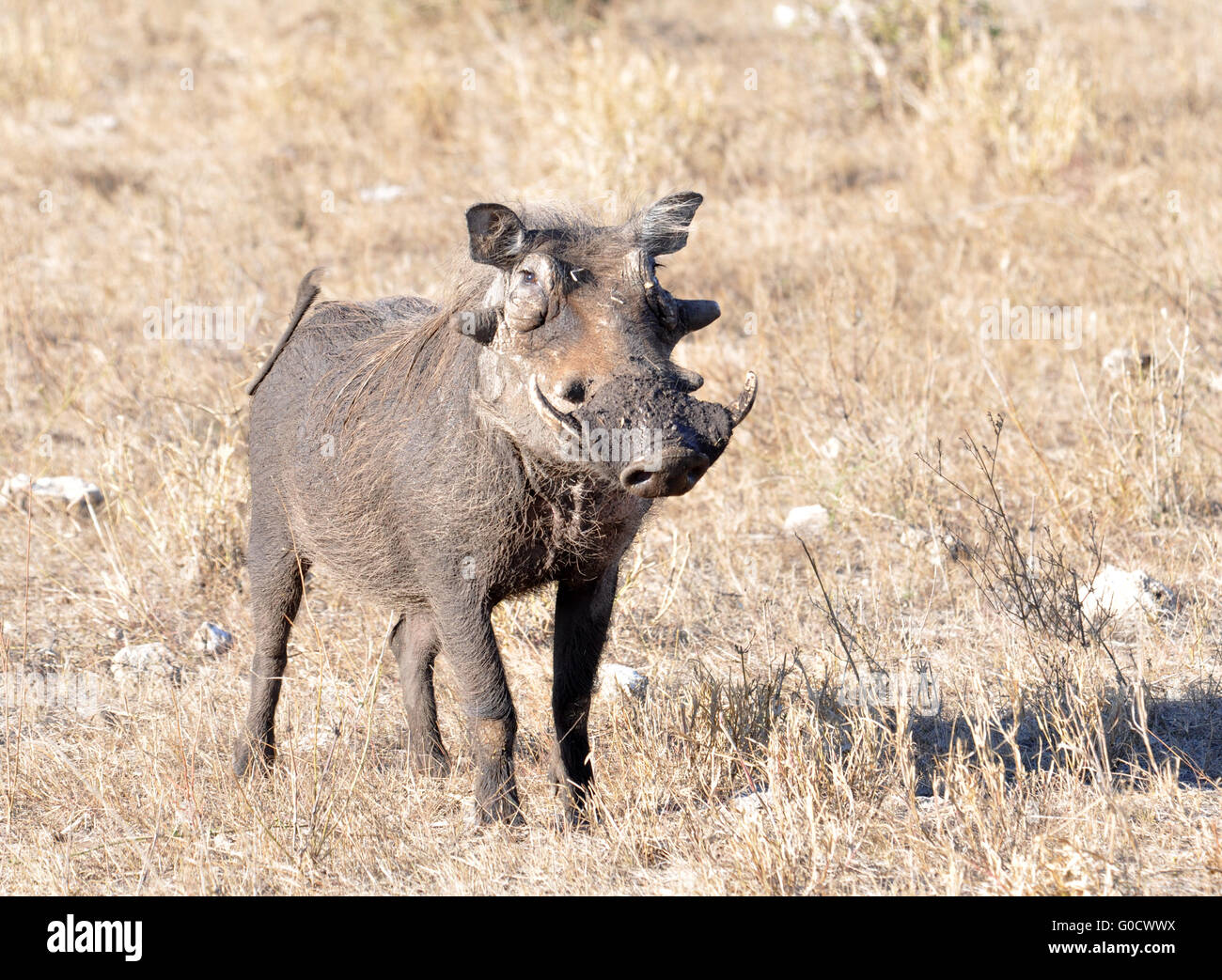Wildlife destination hi-res stock photography and images - Alamy