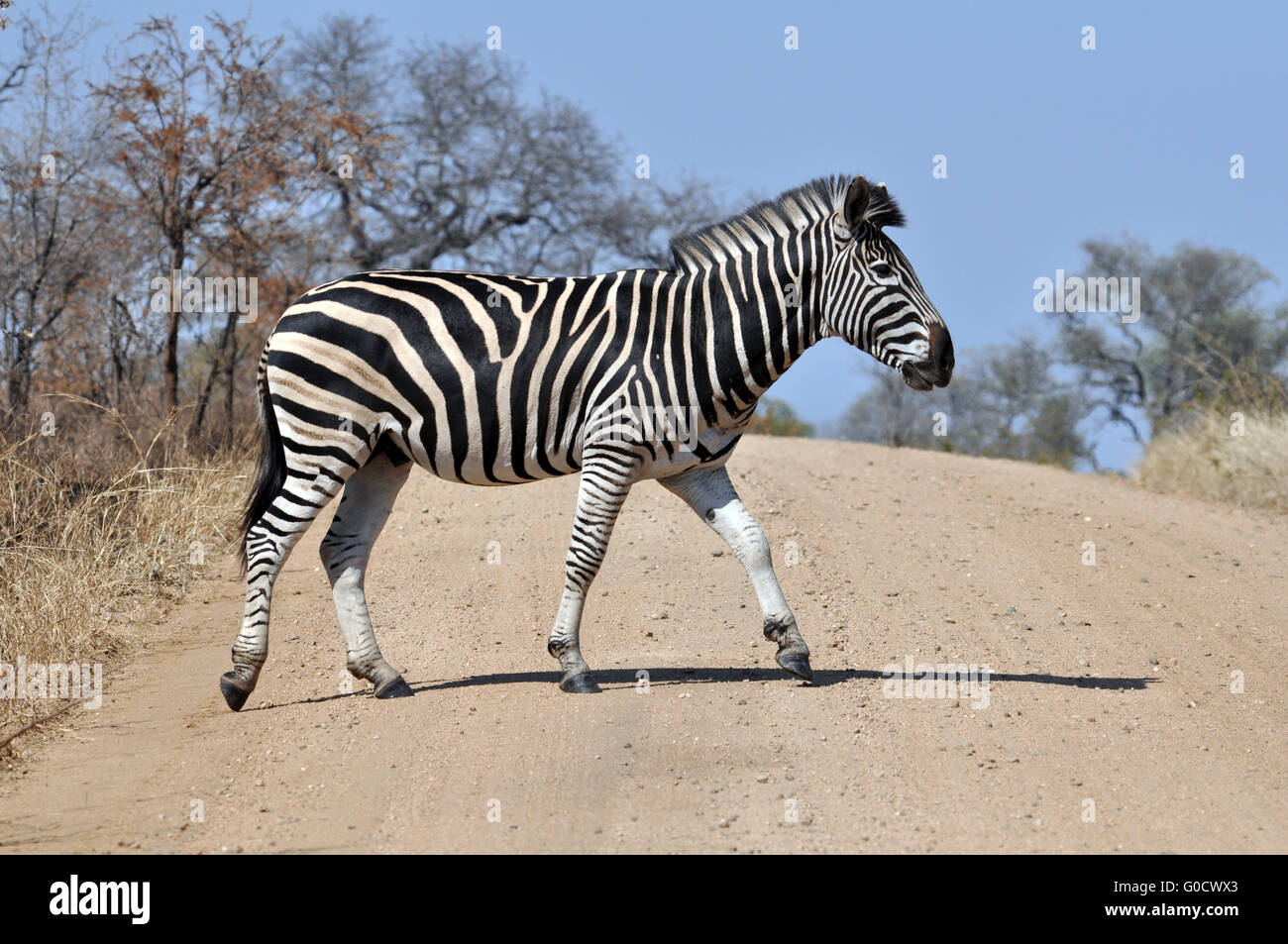 Burchell's Zebra in Africa Stock Photo - Alamy