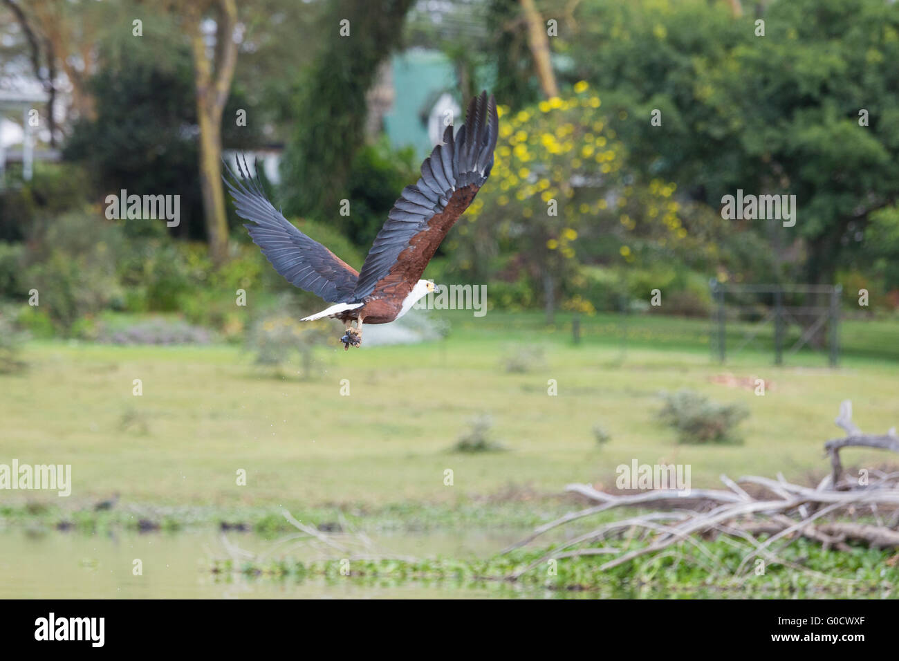 Eagle attacking fish hi-res stock photography and images - Alamy
