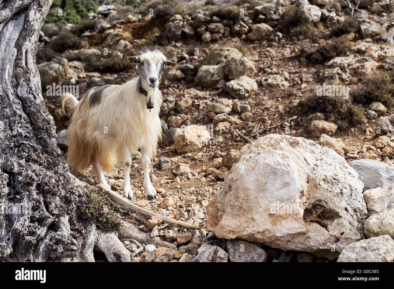 Cretan goat hi-res stock photography and images - Alamy