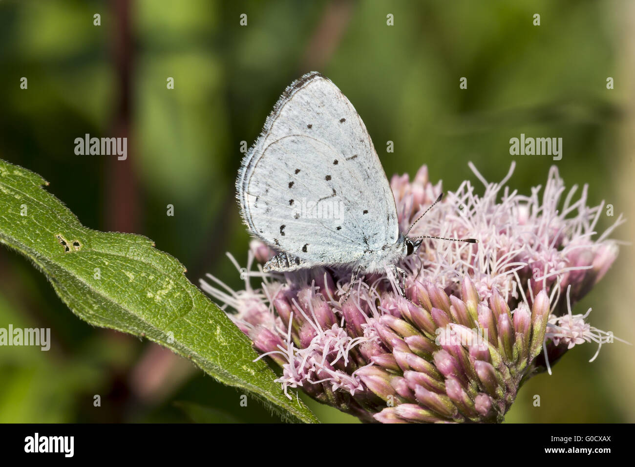 Celastrina argiolus, Holly Blue butterfly, Germany Stock Photo - Alamy