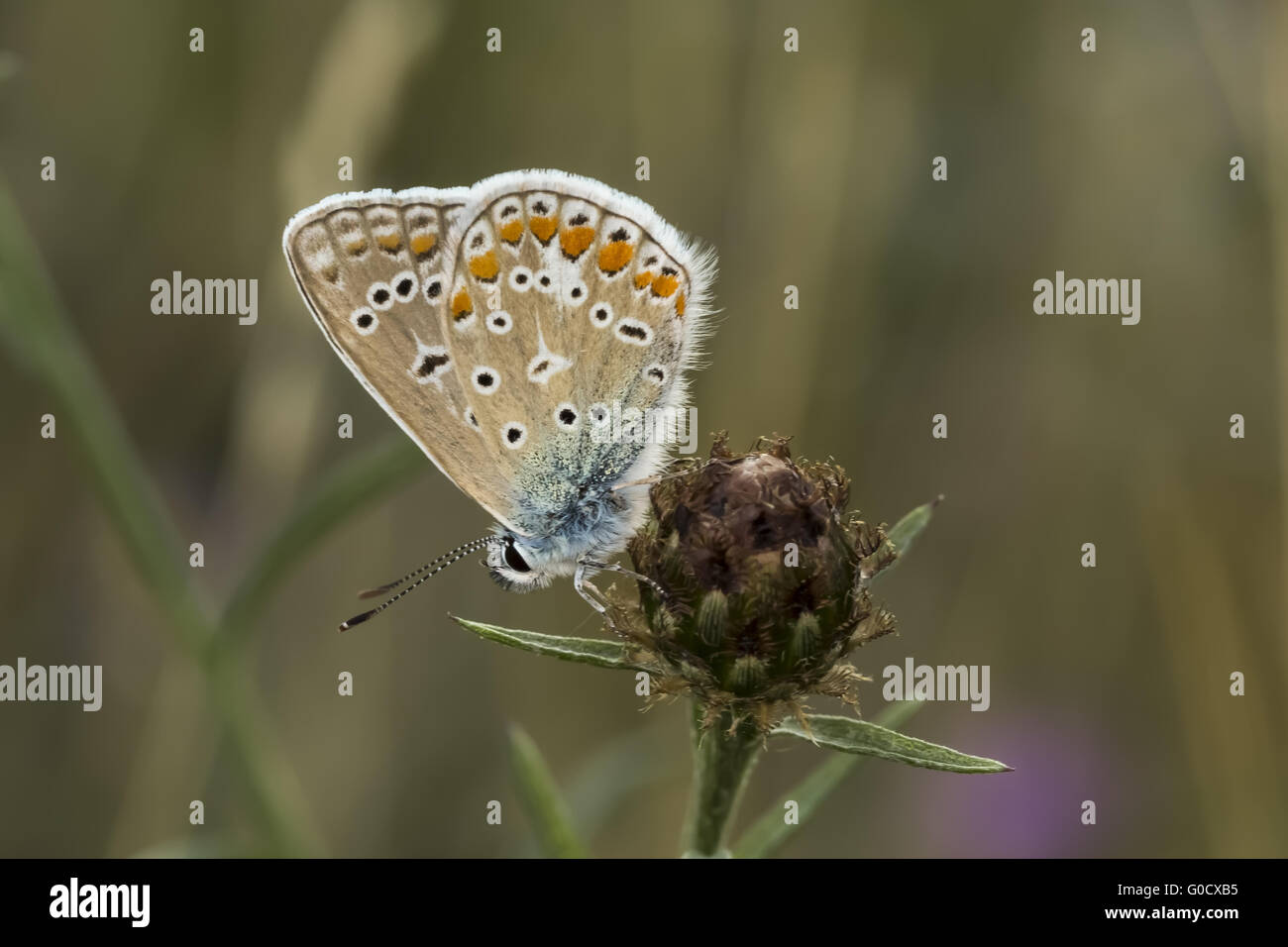 Polyommatus icarus, Common Blue butterfly, Germany Stock Photo - Alamy