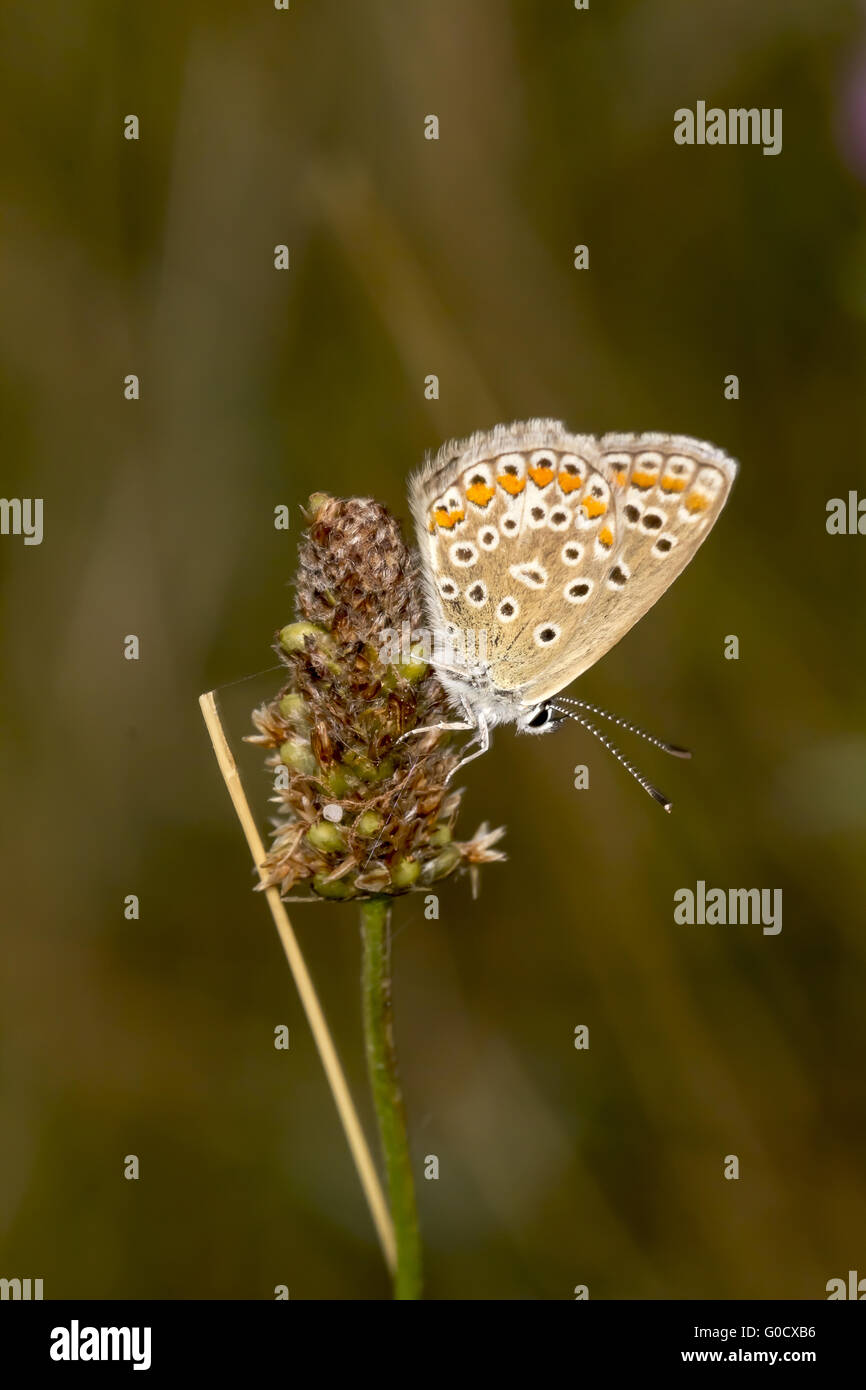 Polyommatus icarus, Common Blue butterfly, Germany Stock Photo - Alamy