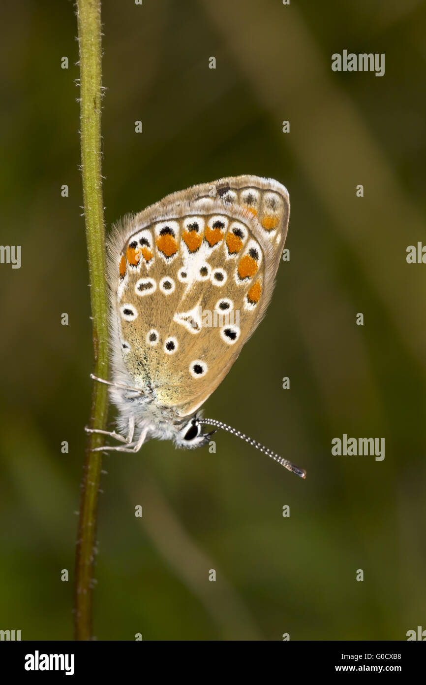 Polyommatus icarus, Common Blue butterfly, Germany Stock Photo - Alamy