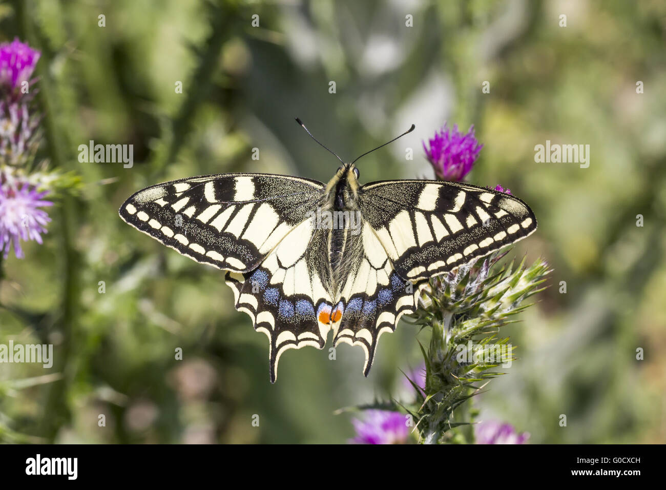 Papilio machaon, Swallowtail butterfly from Europe Stock Photo - Alamy