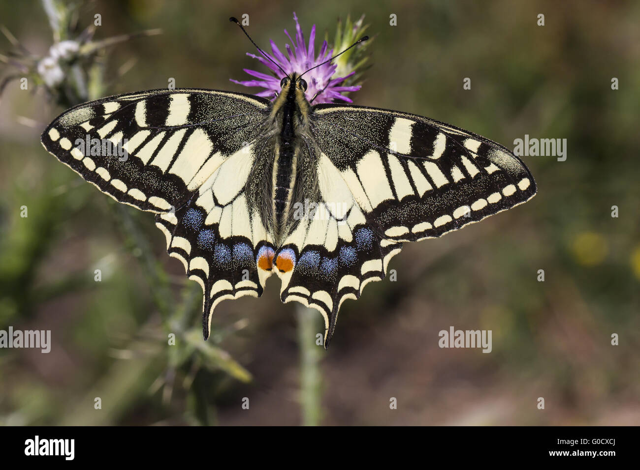 Papilio machaon, Swallowtail butterfly from Europe Stock Photo - Alamy