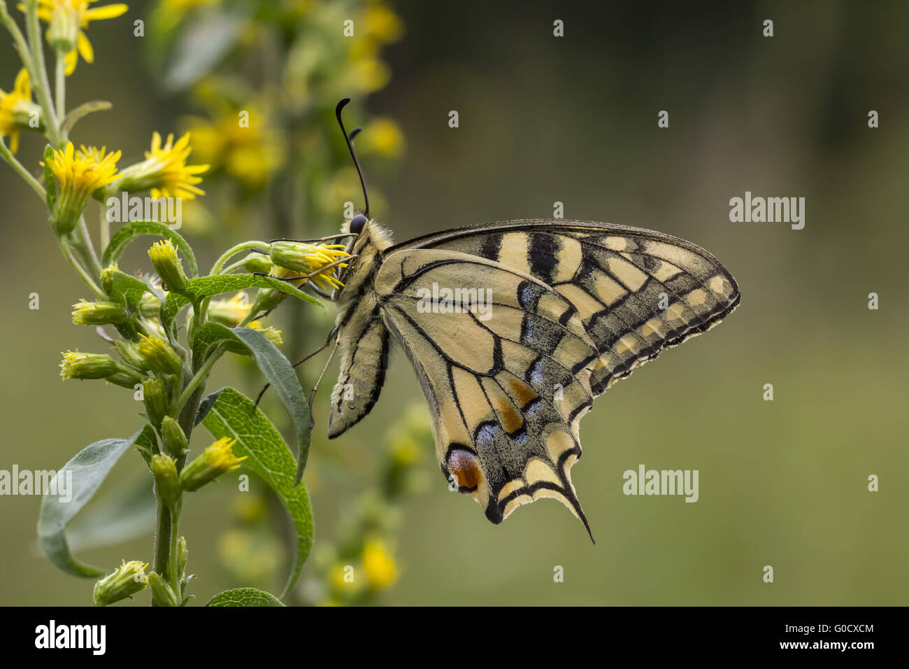 Papilio machaon, Swallowtail butterfly from Europe Stock Photo - Alamy