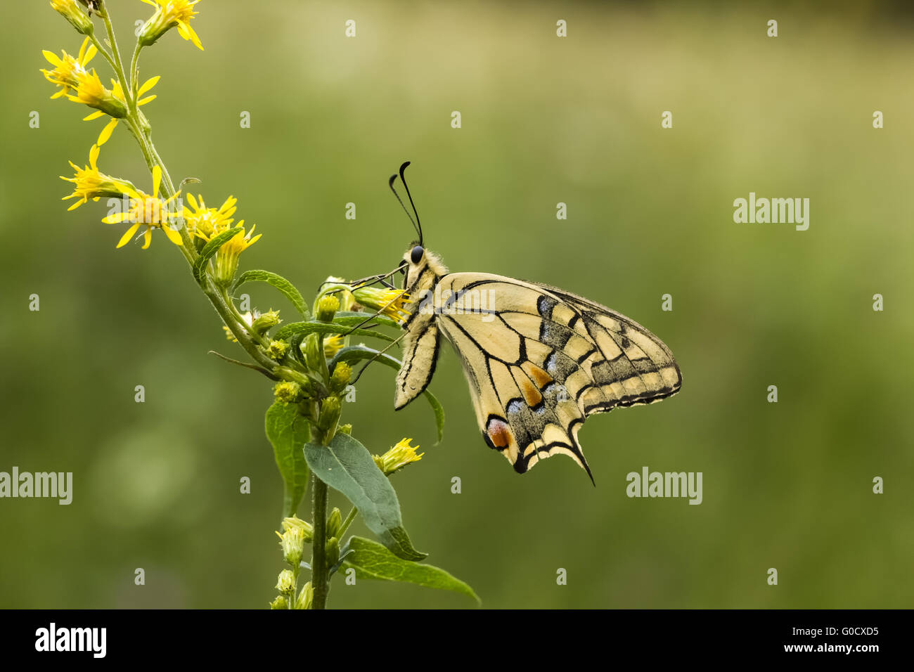 Papilio machaon, Swallowtail butterfly from Europe Stock Photo - Alamy