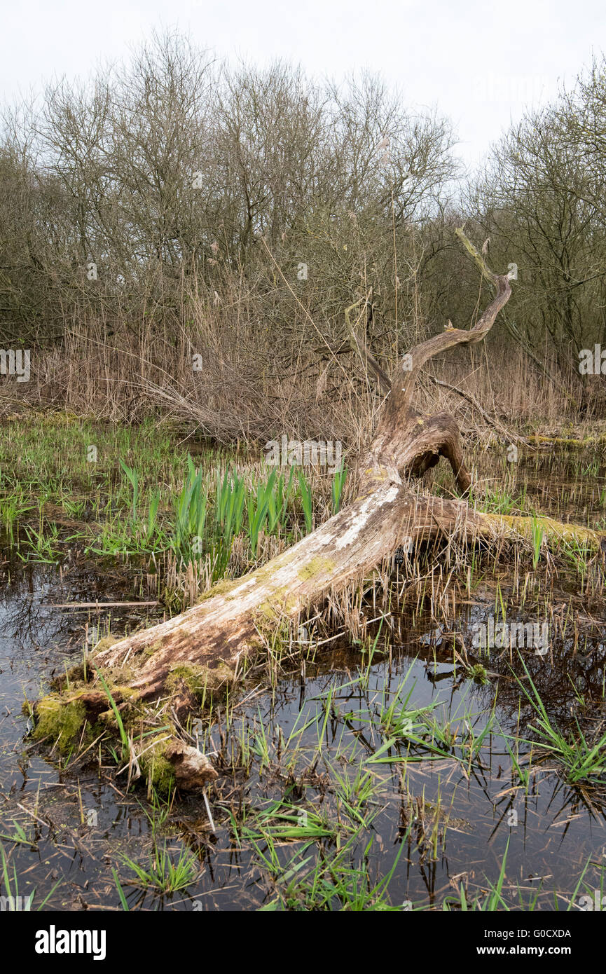 Waterlogged trail hi-res stock photography and images - Alamy