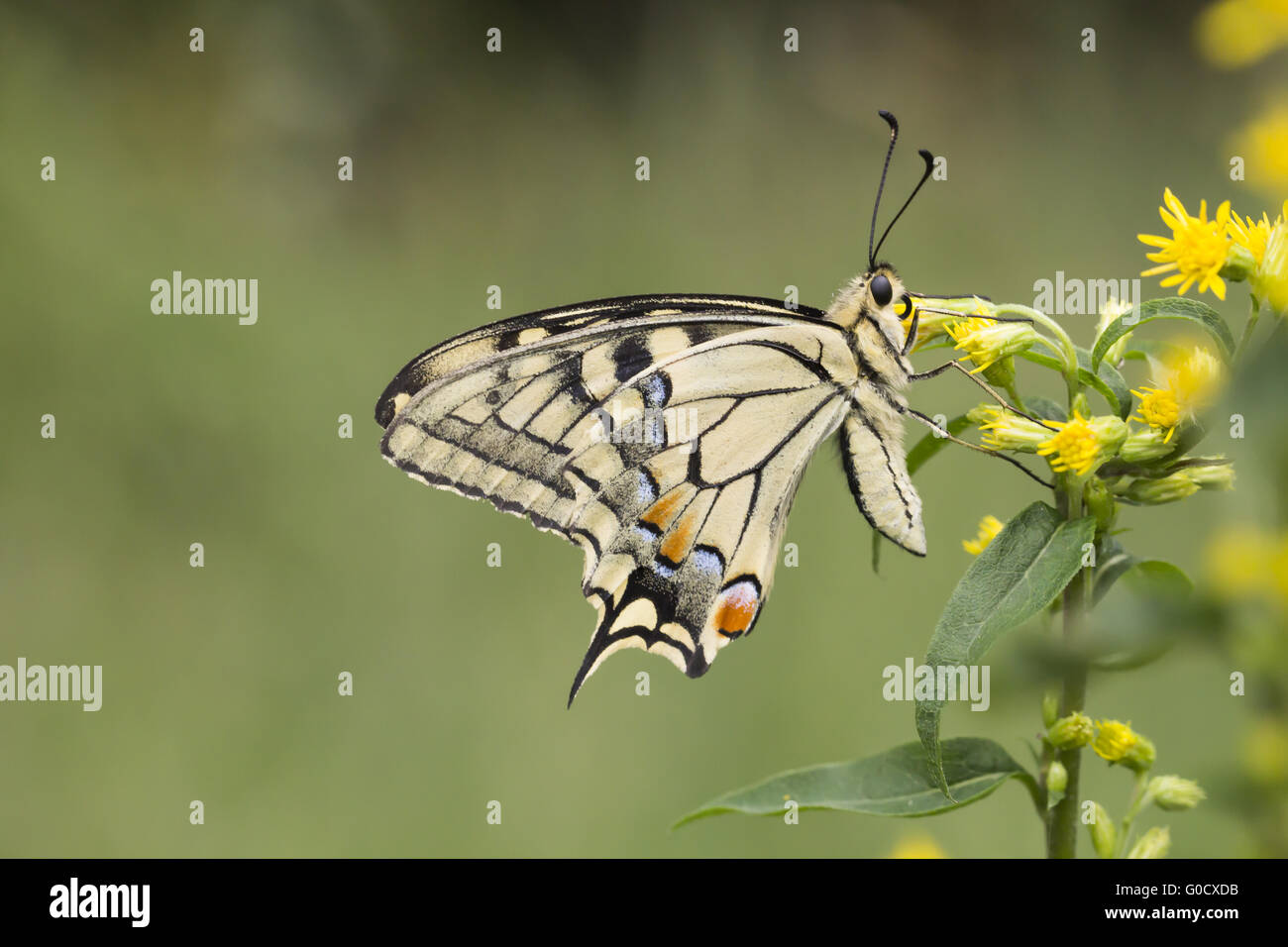 Papilio machaon, Swallowtail butterfly from Europe Stock Photo - Alamy