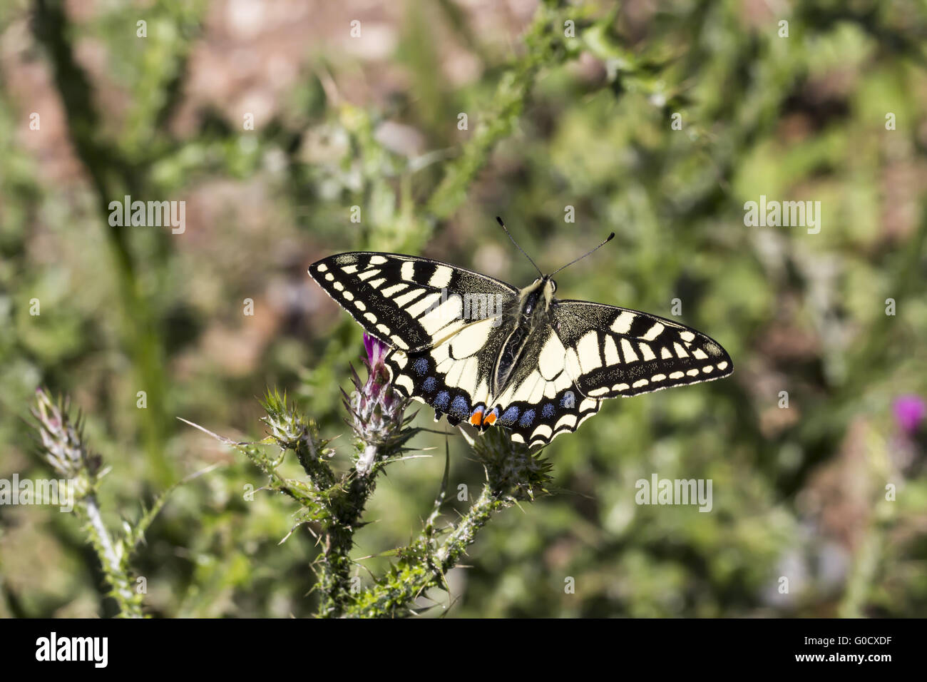 Papilio machaon, Swallowtail butterfly from Europe Stock Photo - Alamy