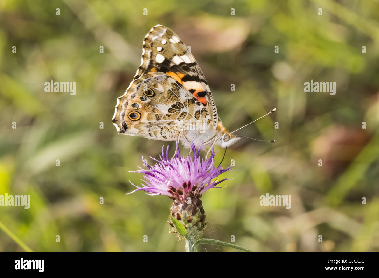 Vanessa cardui, Painted Lady butterfly, Germany Stock Photo - Alamy