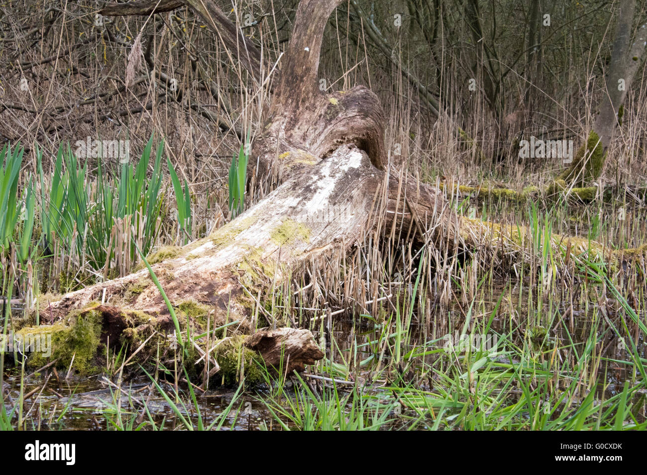 Old wooden tree fallen down rotting Stock Photo - Alamy