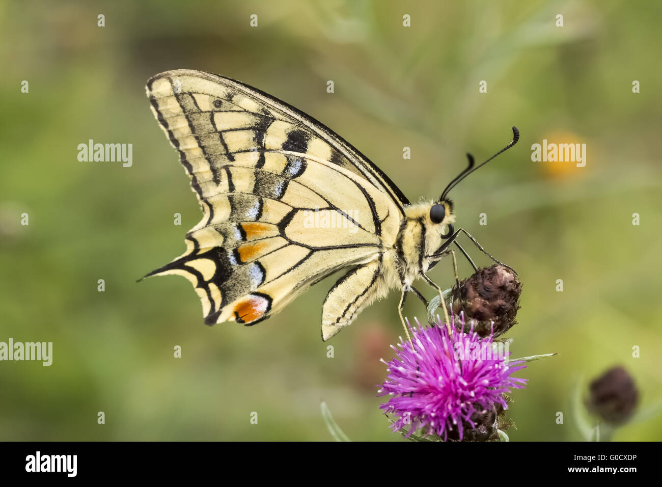 Papilio machaon, Swallowtail butterfly from Europe Stock Photo - Alamy