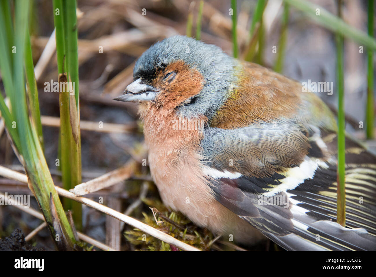 Sick uk wildlife hi-res stock photography and images - Alamy