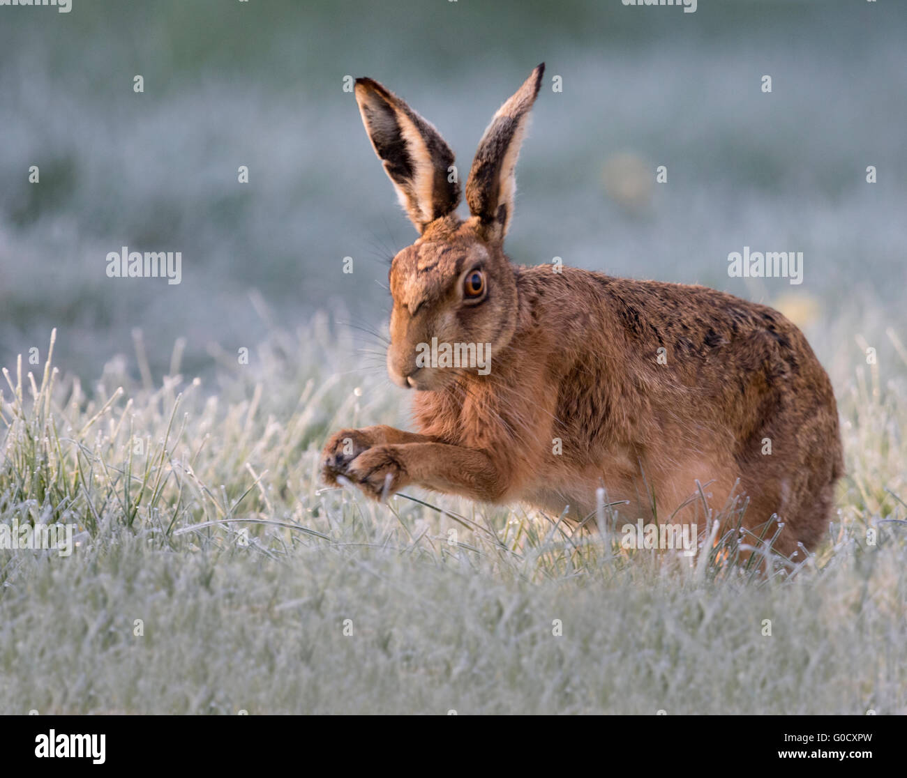 Hopping hare hi-res stock photography and images - Alamy