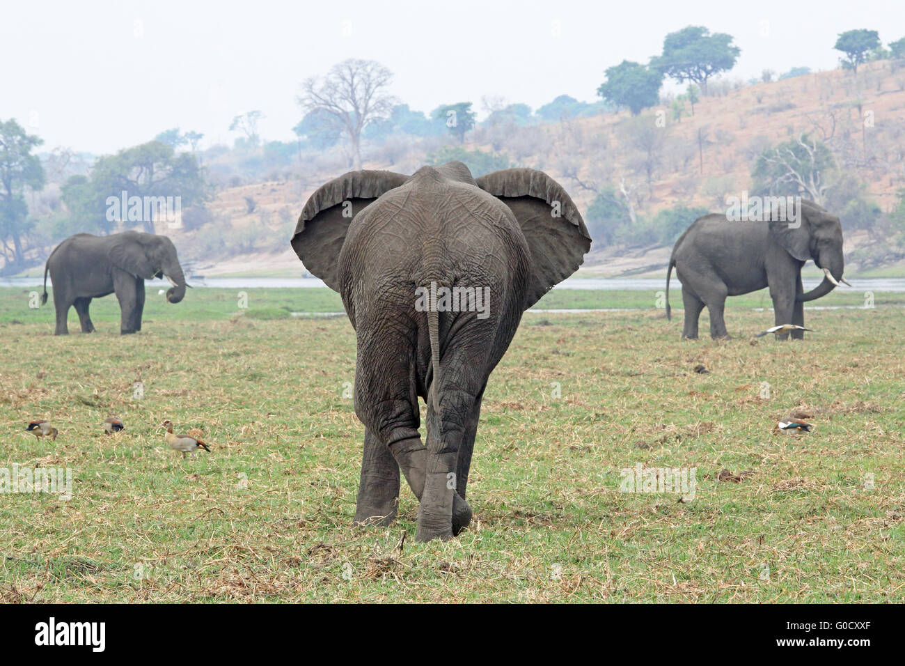 Elephant from behind Stock Photo - Alamy
