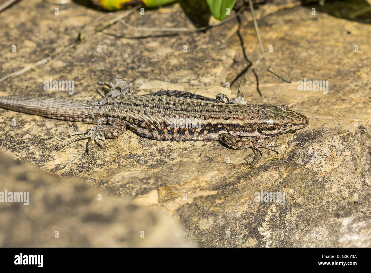 Common wall lizard from germany hi-res stock photography and images - Alamy