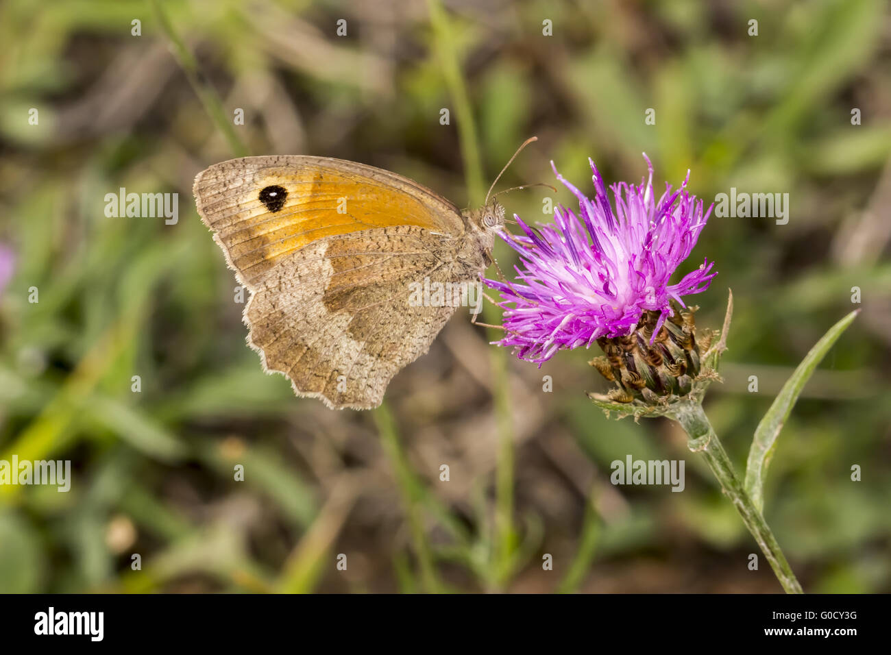 Maniola jurtina, Meadow Brown butterfly (female Stock Photo - Alamy