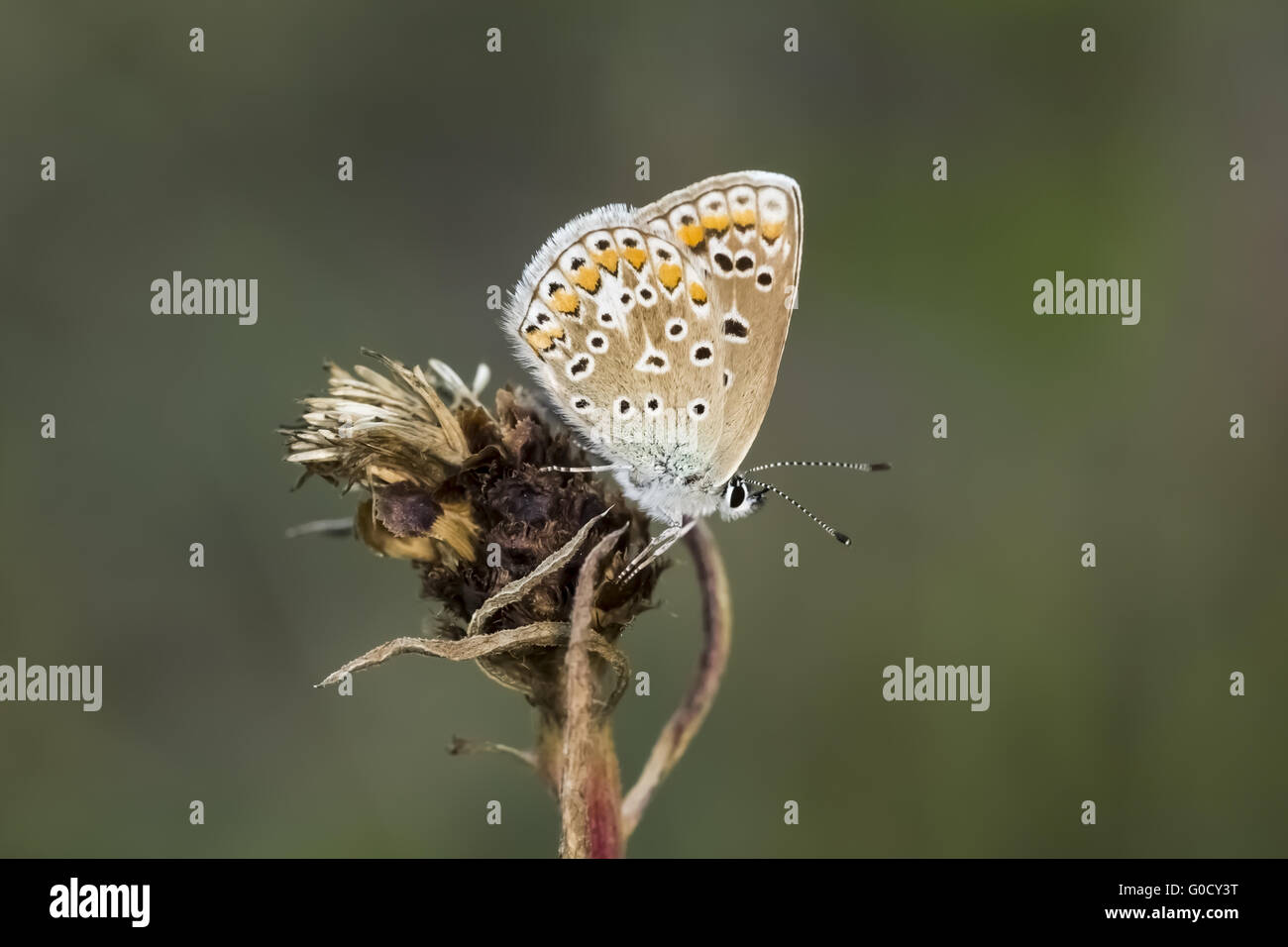 Polyommatus icarus, Common Blue butterfly, Germany Stock Photo - Alamy